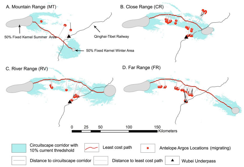 Railway underpass extends migration distance in Tibetan antelope ...