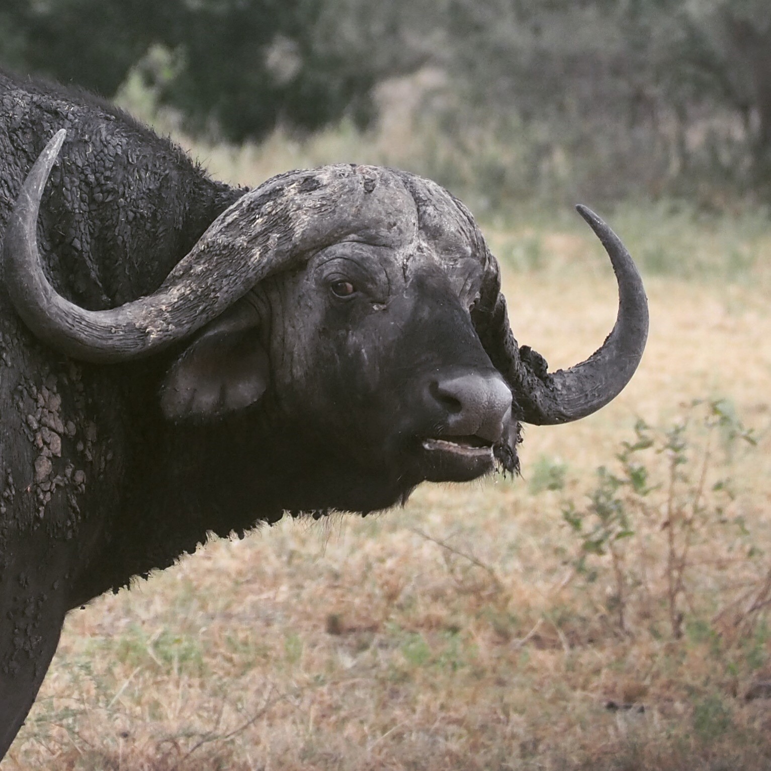 Integrating animal movement data into conservation decision making ...