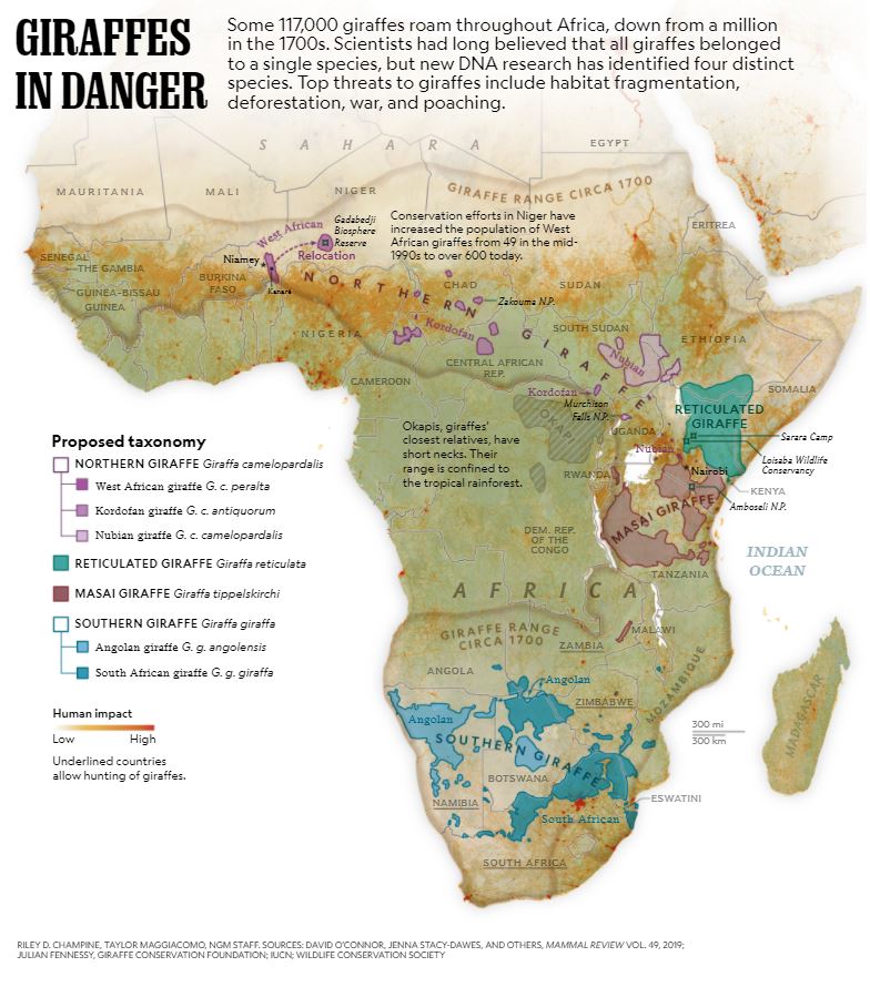 Giraffe Populations on the Rise – Jared A. Stabach